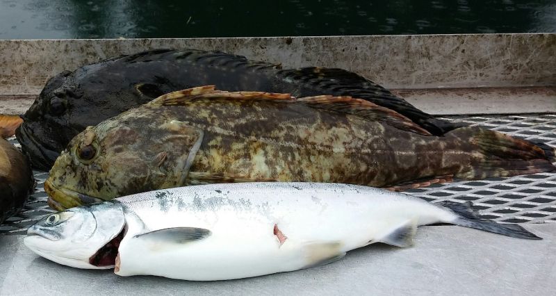 Mosquito Lagoon & Indian River Fishing: Cabazon