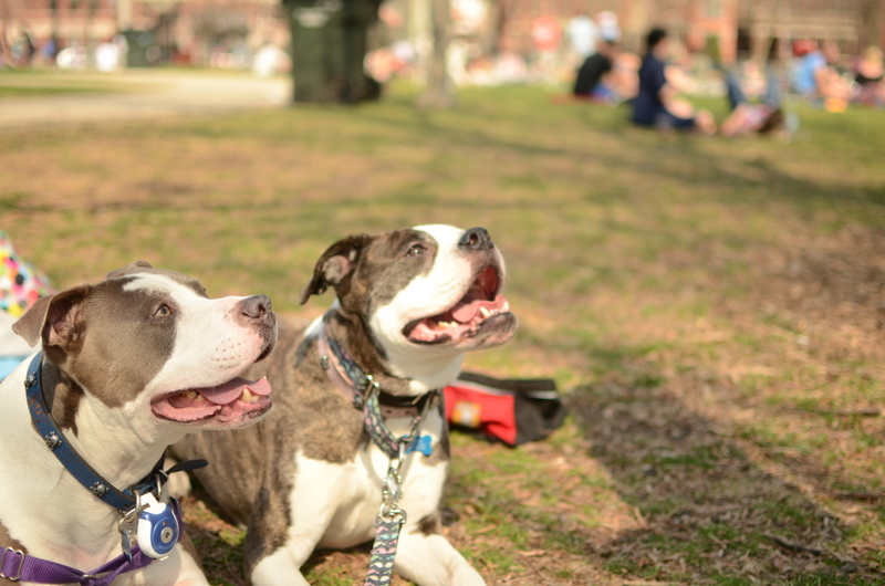 Two Pitties in the City: Training: Dog 'Spring Training'