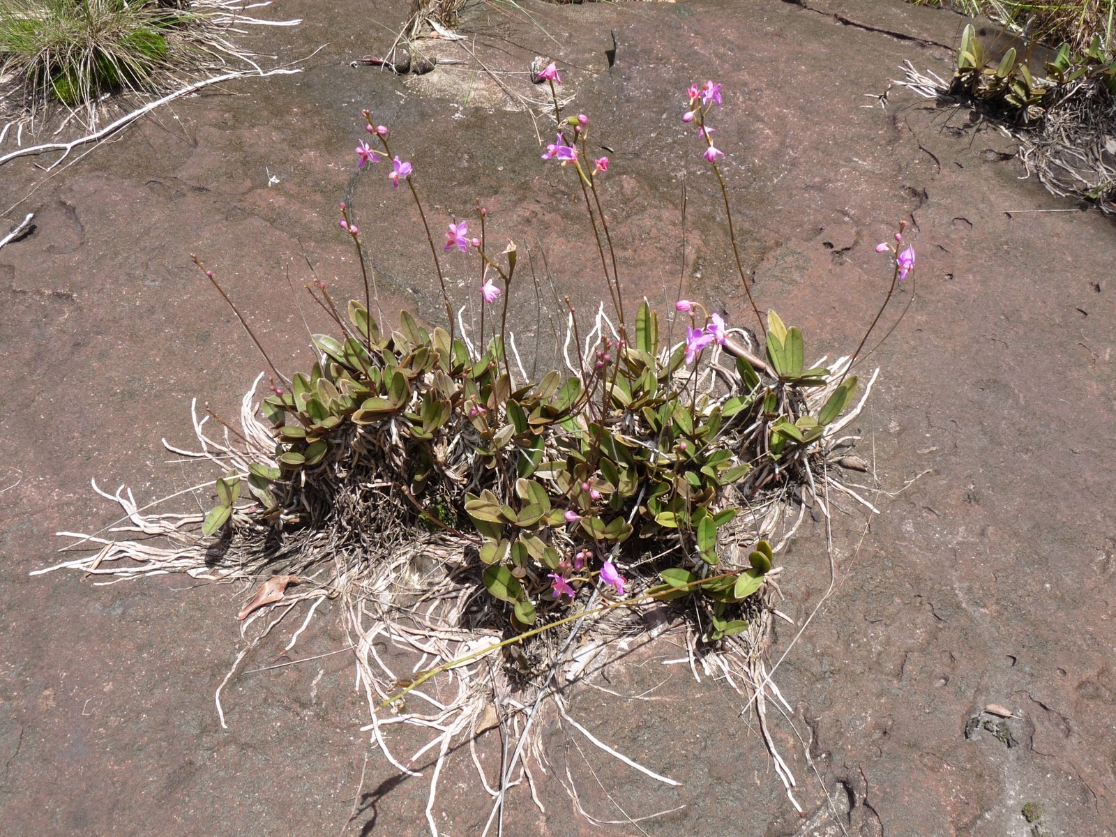Wild Orchids - Roots and Nutrition | Slippertalk Orchid Forum