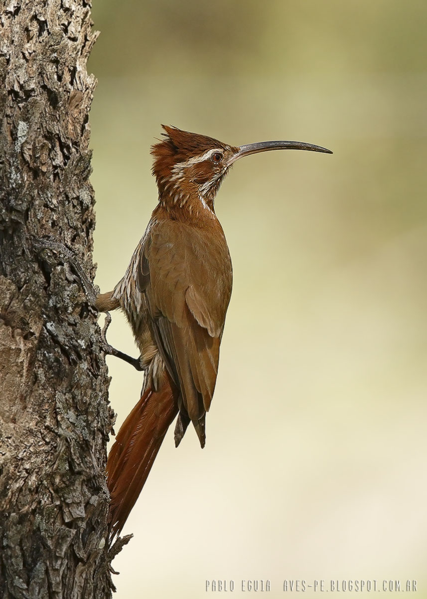 mis fotos de aves: Drymornis bridgesii Chinchero Grande Scimitar-billed ...