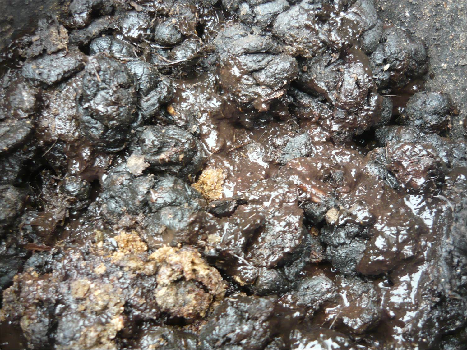 ALTERNATIVA ECOLÓGICA: ¿DE QÚÉ ANIMAL DE GRANJA OBTENGO EL MEJOR ...