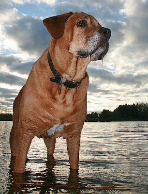 "Molosos y Terriers": El blog: ESTANDAR OFICIAL: BROHOLMER