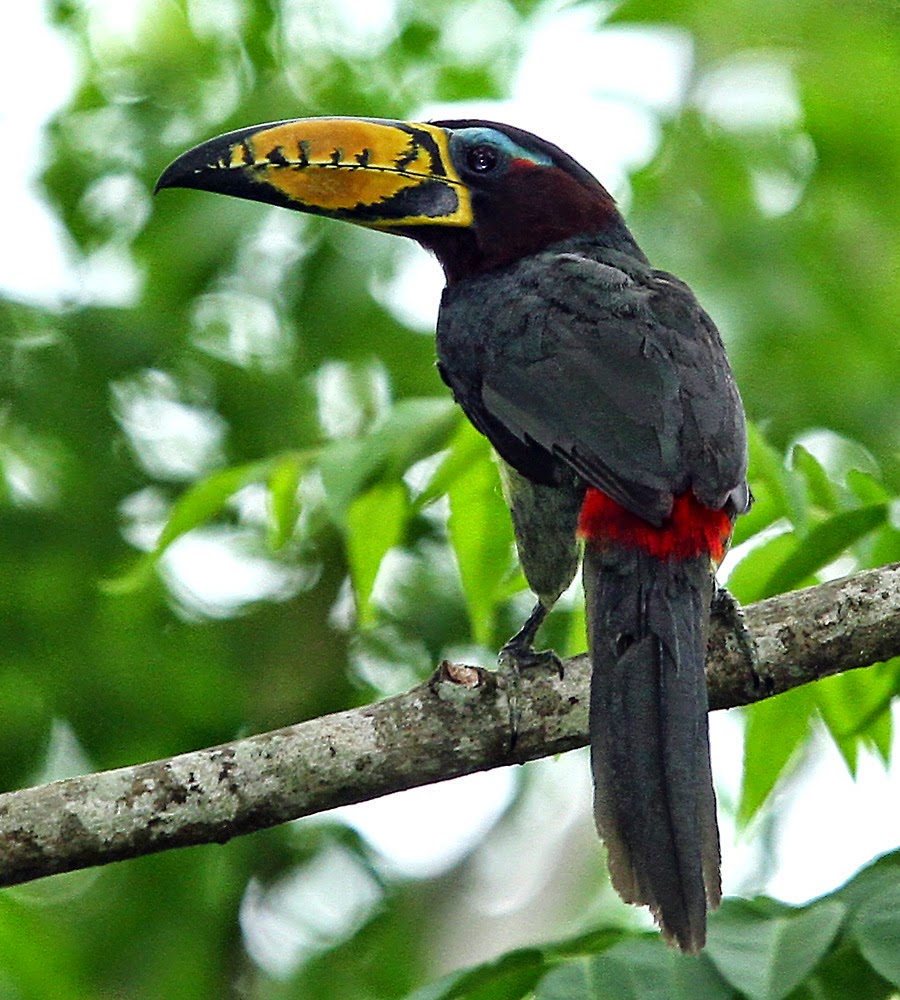 ARACARI BIRD photos - wallpapers | the fun bank