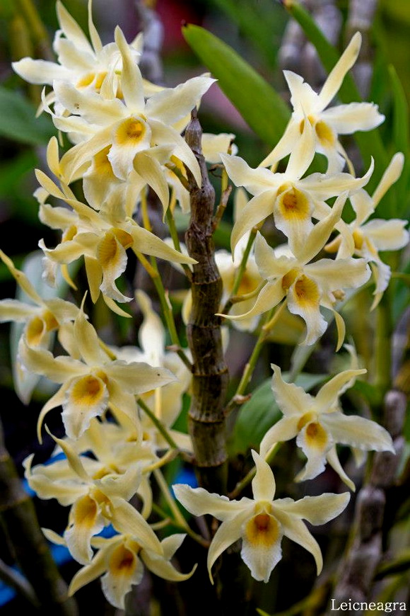 Wild orchids in sumatra: Dendrobium rhombeum Lindl., 1843