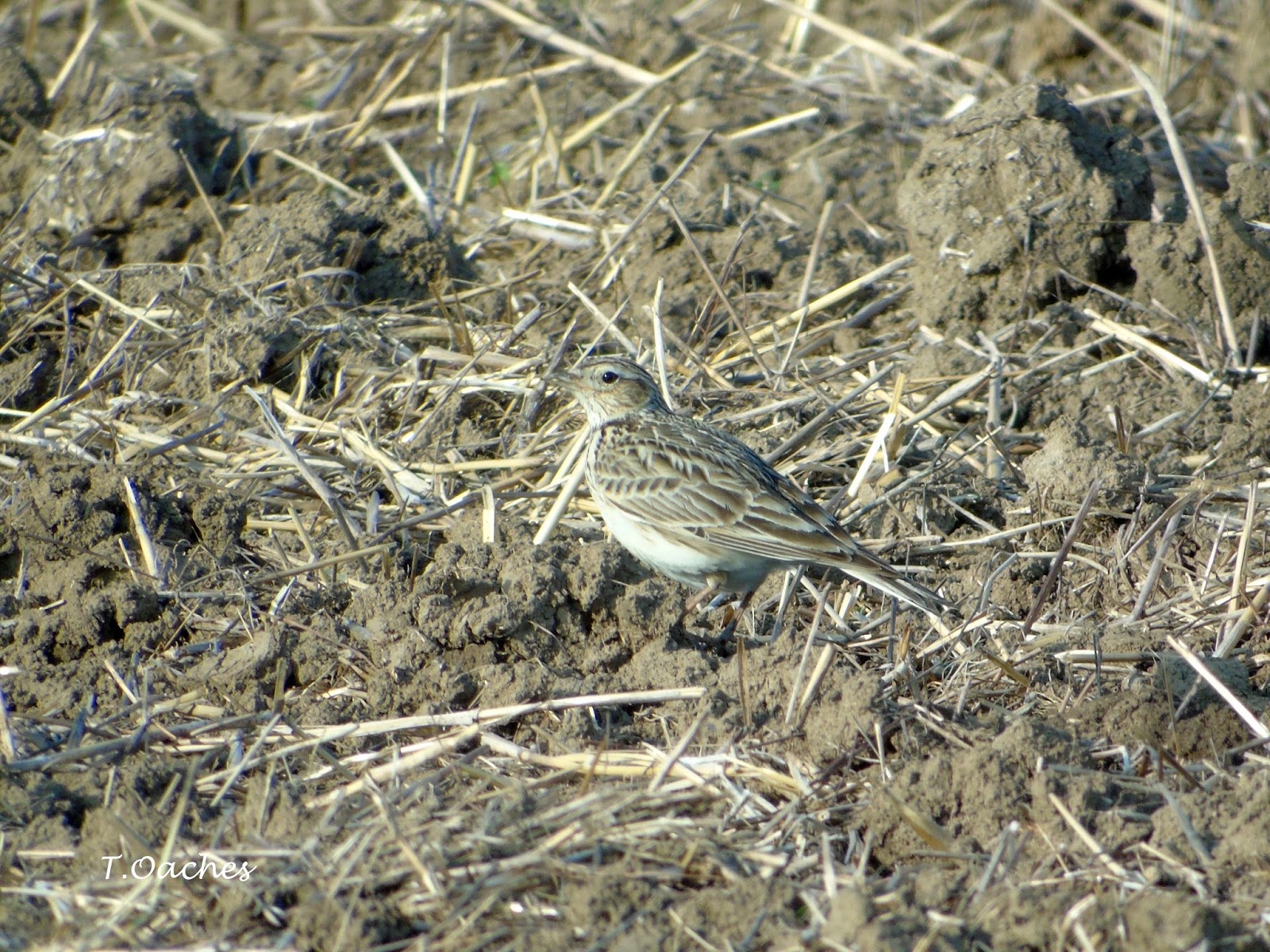 PASARI DIN ROMANIA: CIOCARLIA DE CAMP, Alauda arvensis