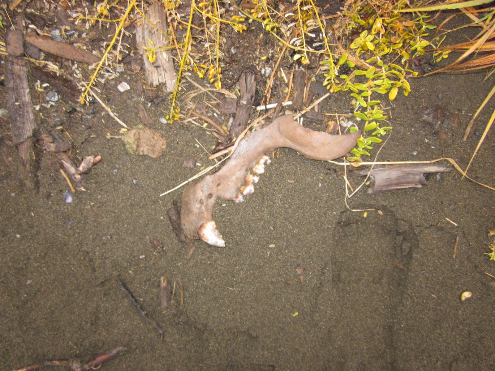 Megan's Alaskan Adventure: Stinkweed, Bones, and a BABY!
