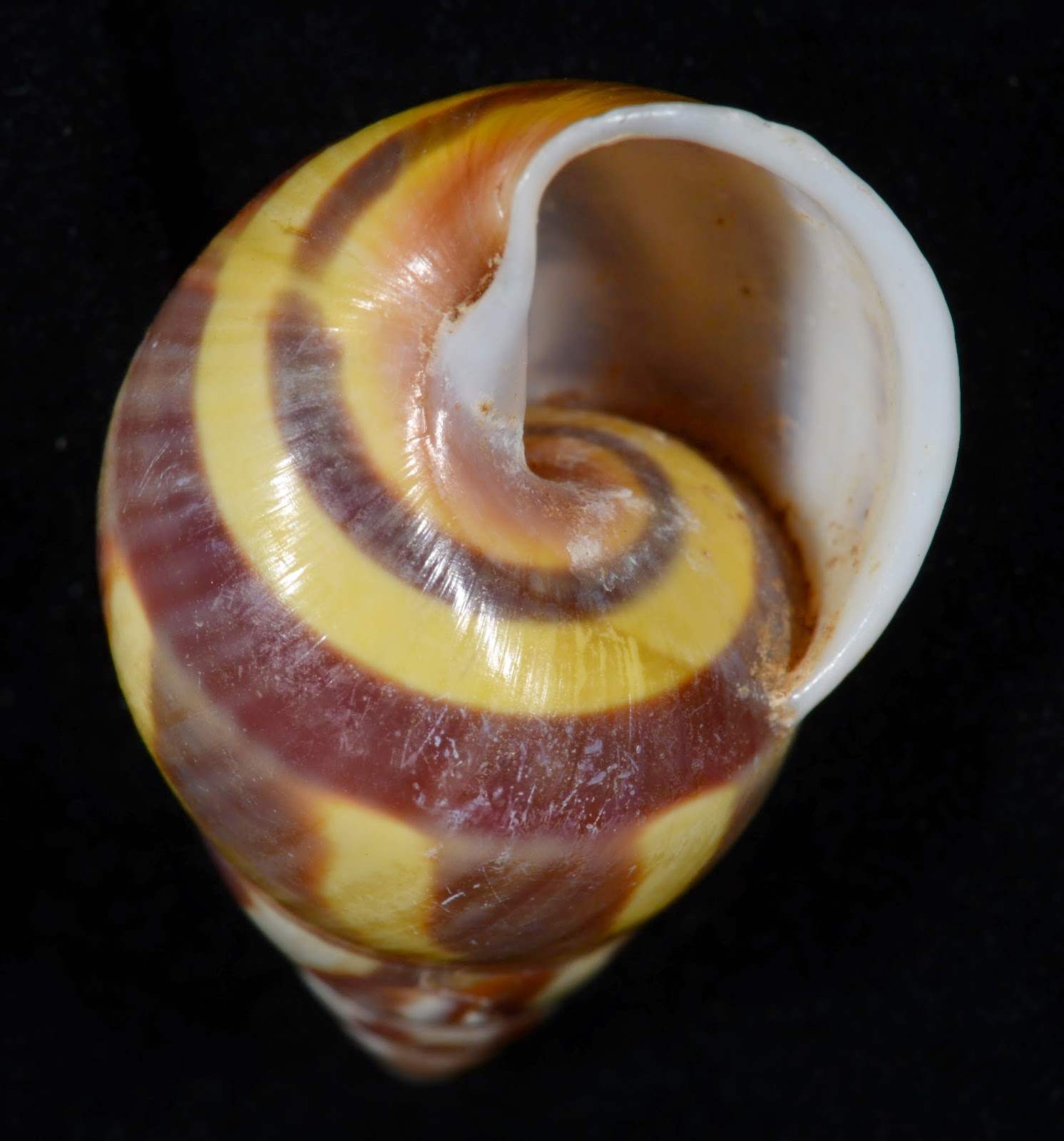 Dr. Lee's Gallery Museum: Amphidromus quadrasi f. dubius 28.68mm