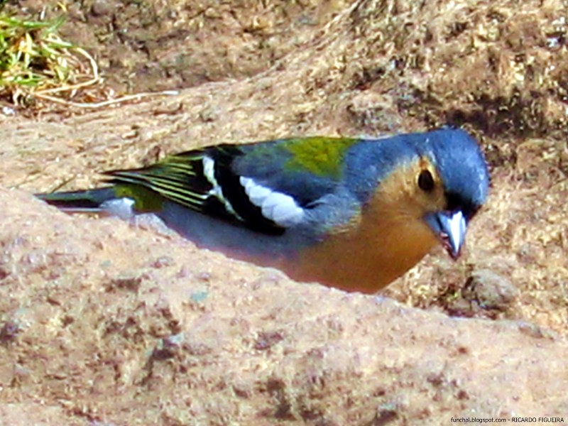 FUNCHAL: 32º38'N 16º58'W - 20ª TEMPORADA: TENTILHÃO