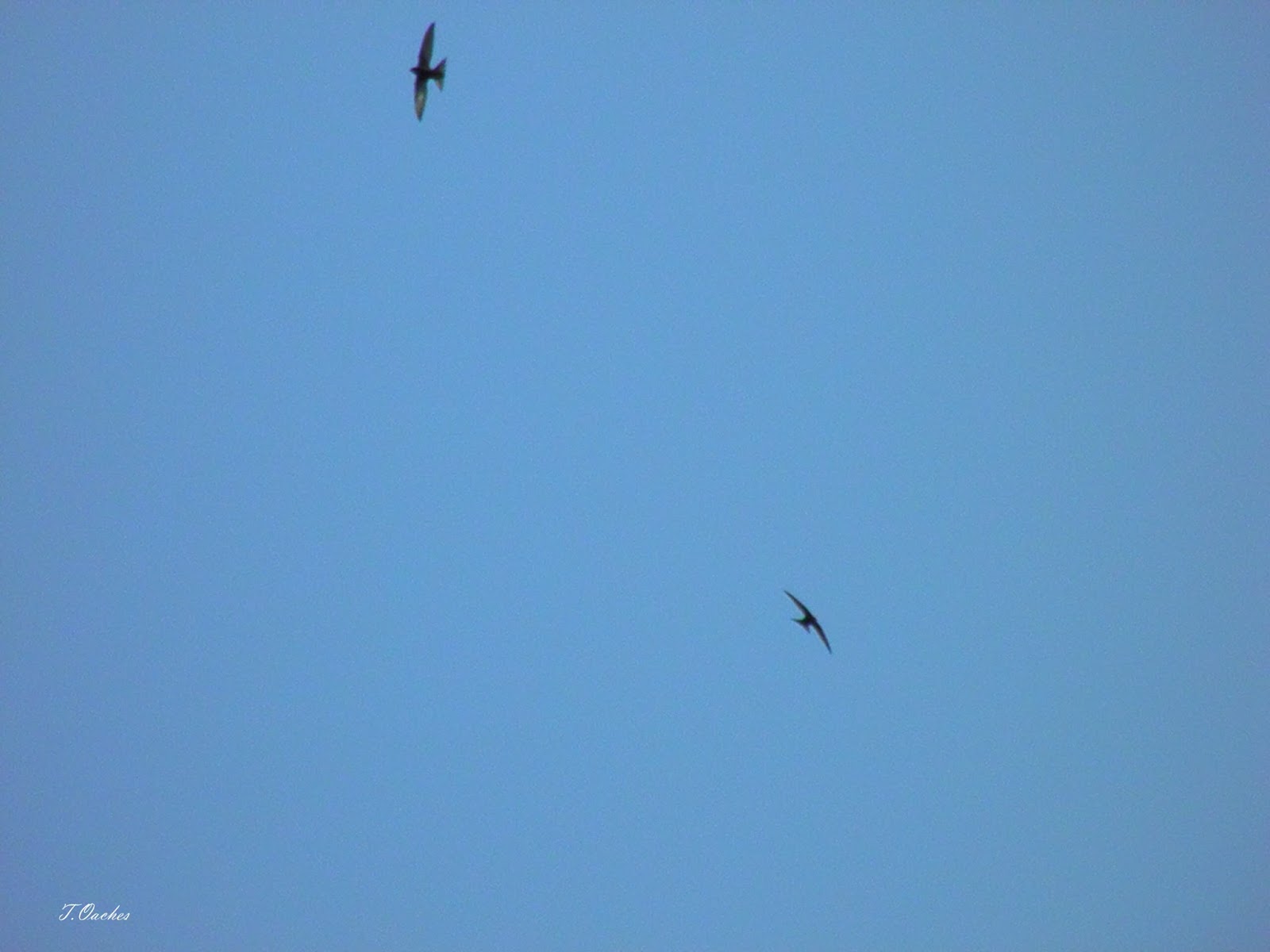 PASARI DIN ROMANIA: DREPNEA NEAGRA, Apus apus