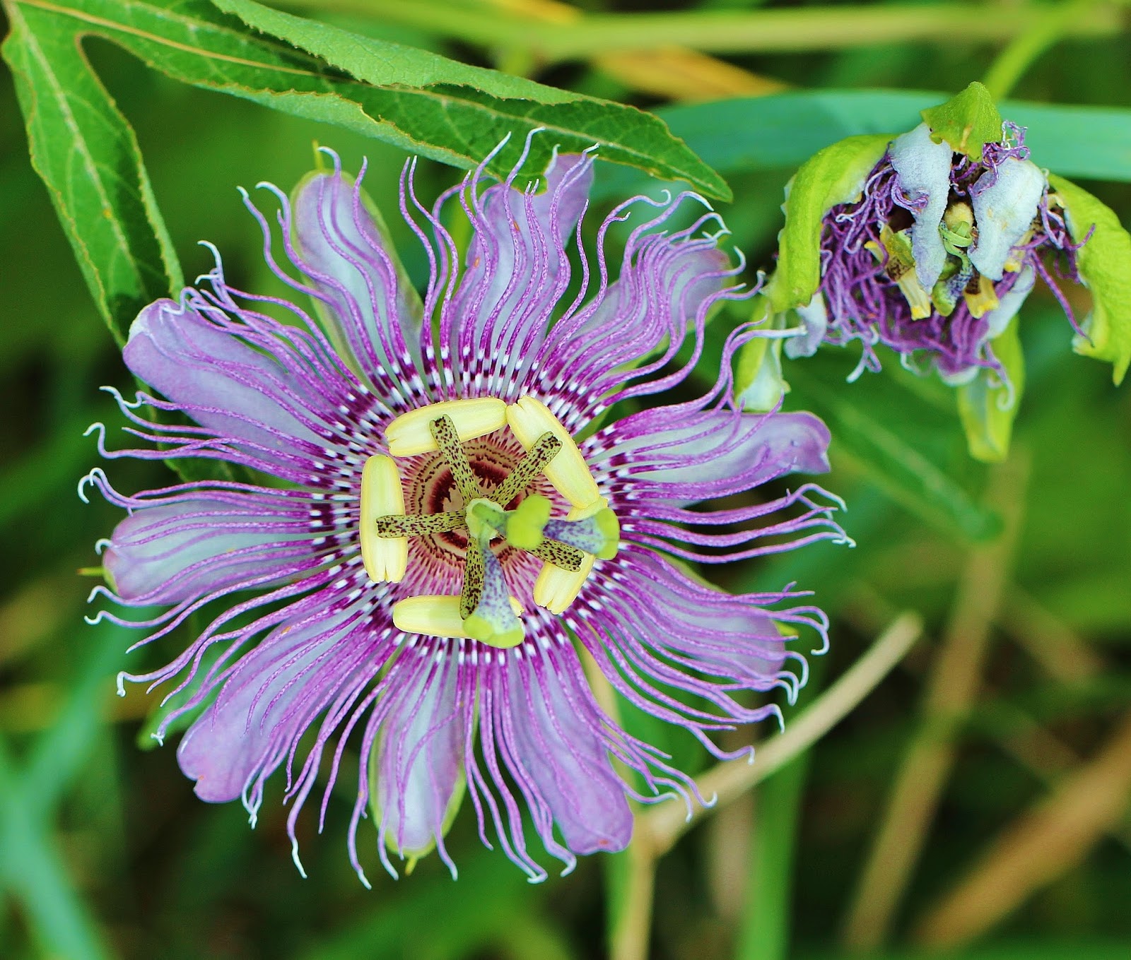 BOTANY NERD : NORTH CAROLINA PASSIFLORA SPECIES