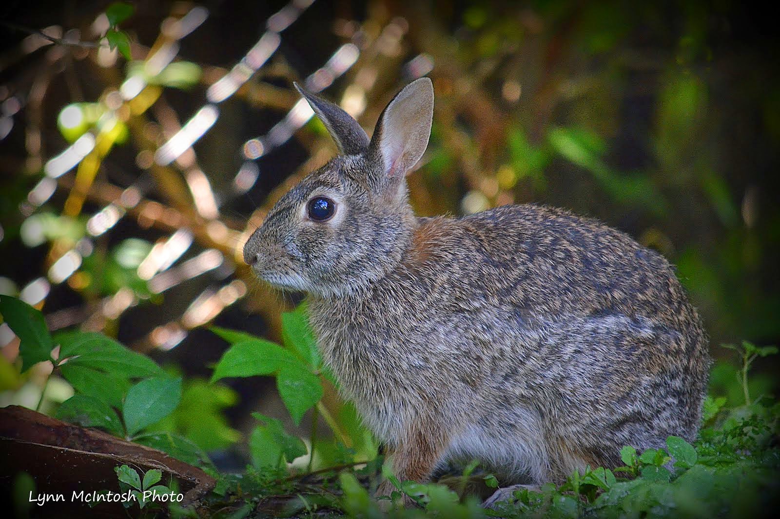 Southwest Florida Gardener: Passiflora