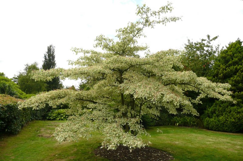 Donna di Piante: I Cornioli asiatici: Cornus kousa e Cornus controversa