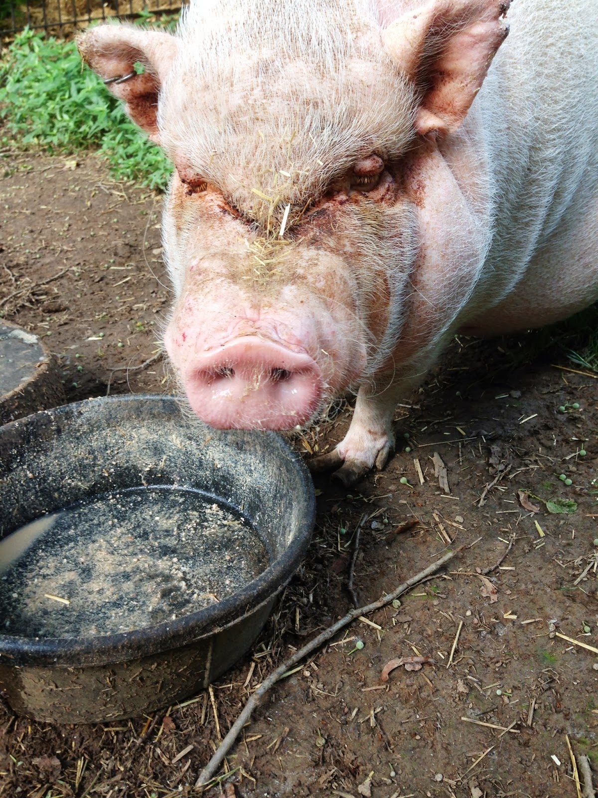 Diary of a Real-Life Veterinarian: House Cleaning, Pig-Pen Style.