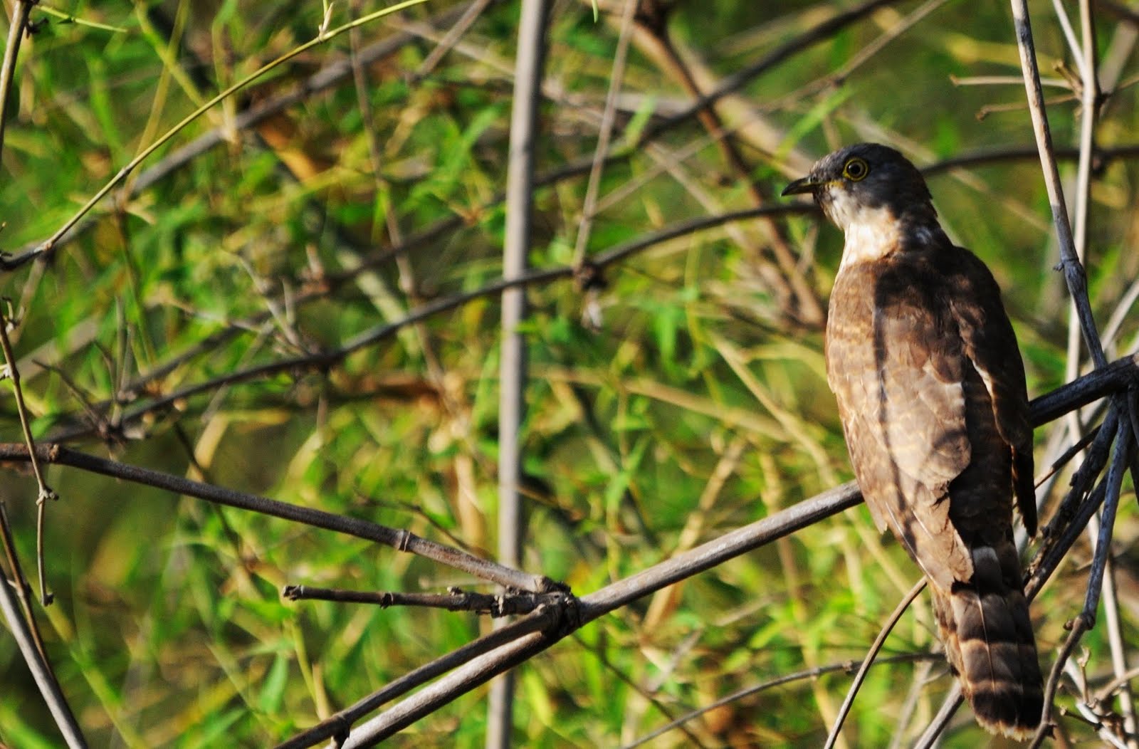 Zunka Bhakri......: On trail of Tiger @ Tadoba-Kolsa