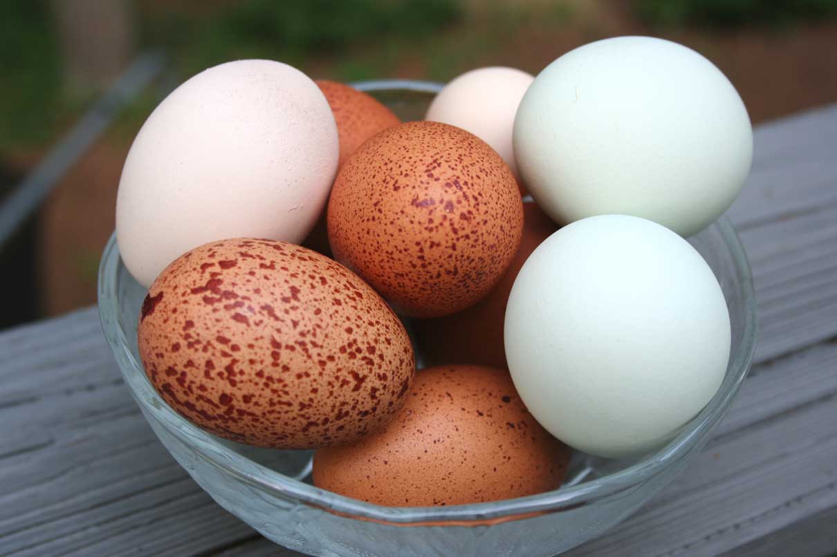 Everyday Finesse: Egg-straordinary!