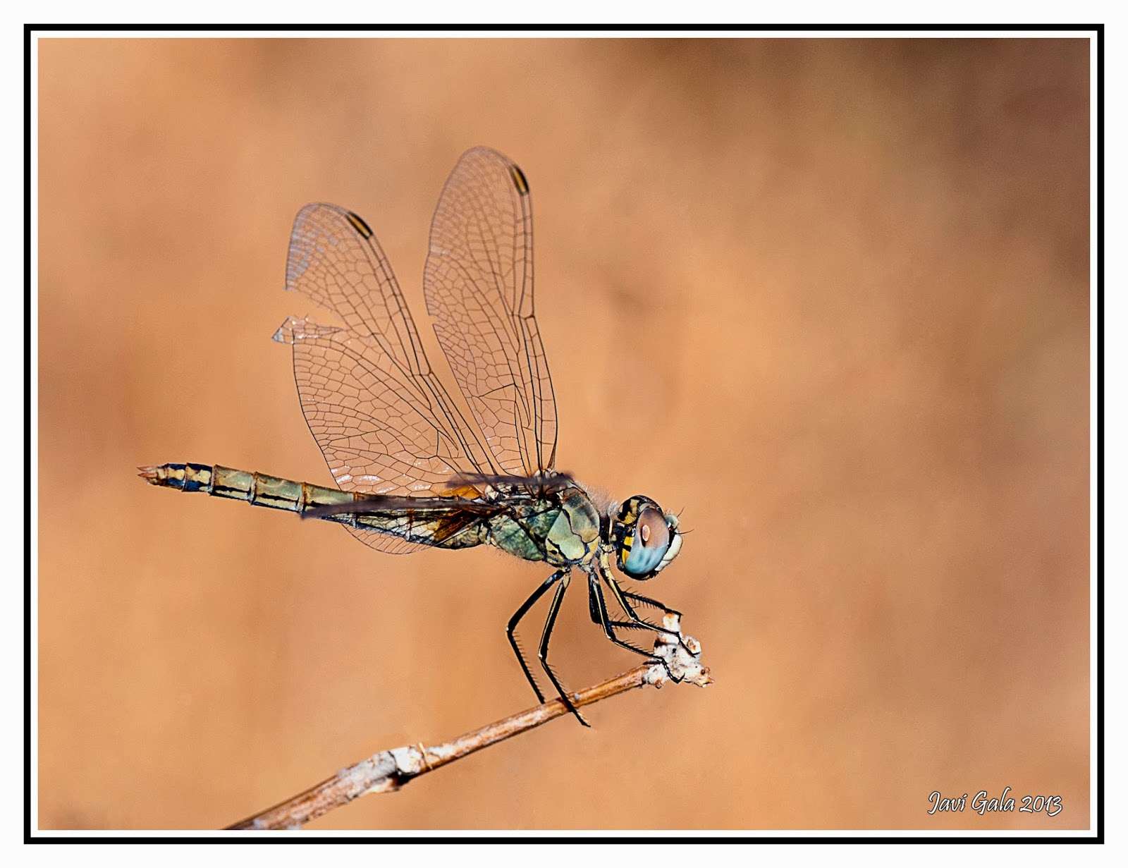 Javi Gala: Anisoptera