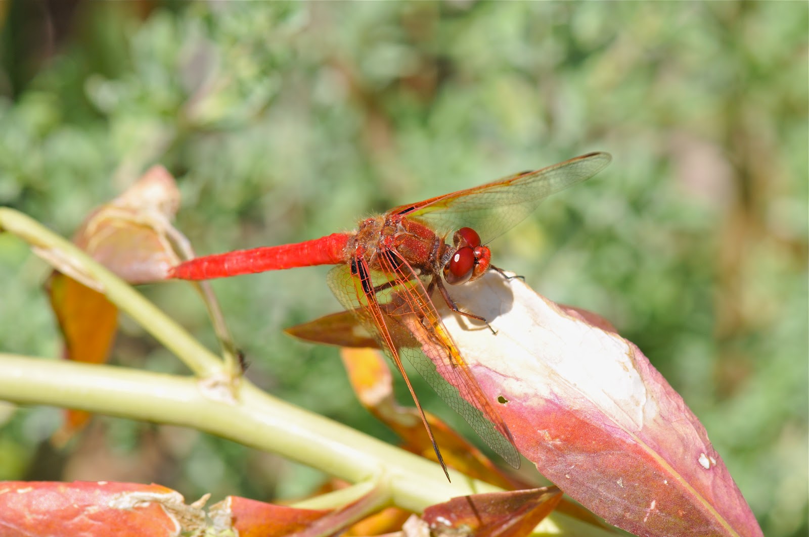 The Dragonfly Whisperer: Cardinal Meadowhawks: An Early Dragonfly