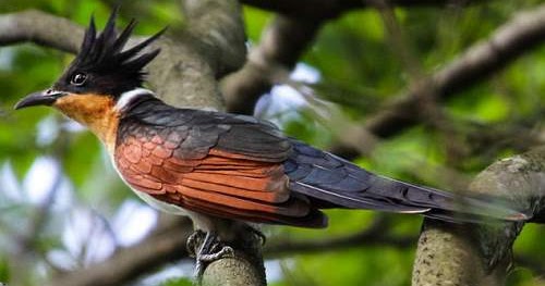 Chestnut-winged cuckoo | Birds of India | Bird World