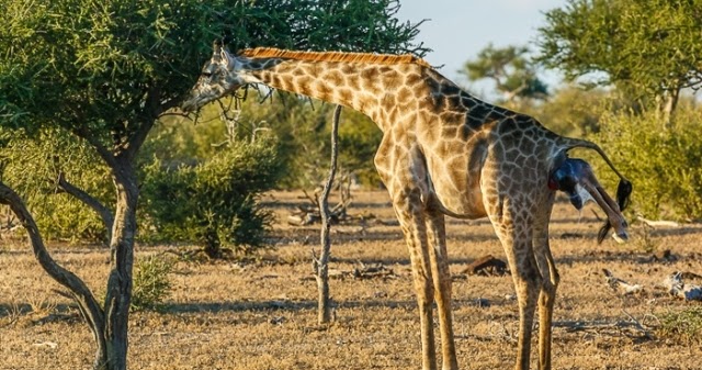 Giraffe giving birth and baby giraffe facts