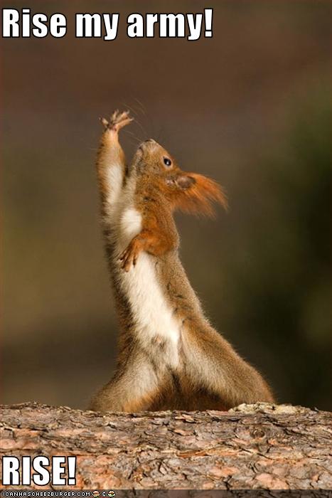 marine corps squirrel