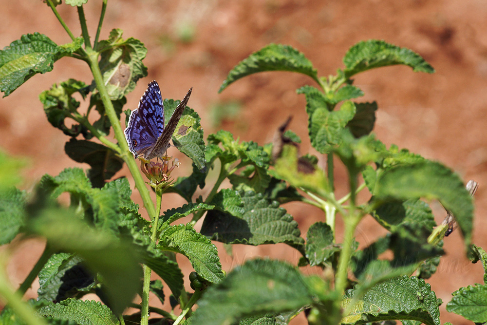 Photo Nature Lilliputienne (macrophotographies): Junonia rhadama ...