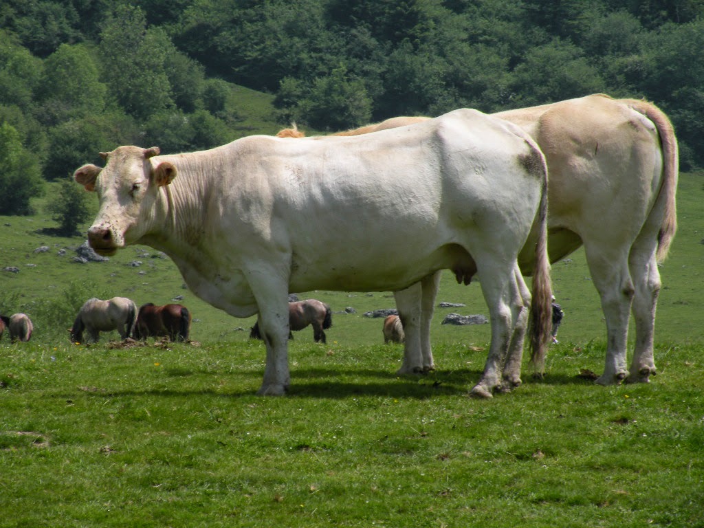 Vachement belles: Troupeau de vaches sur le plateau de Bénou (Pyrénées ...