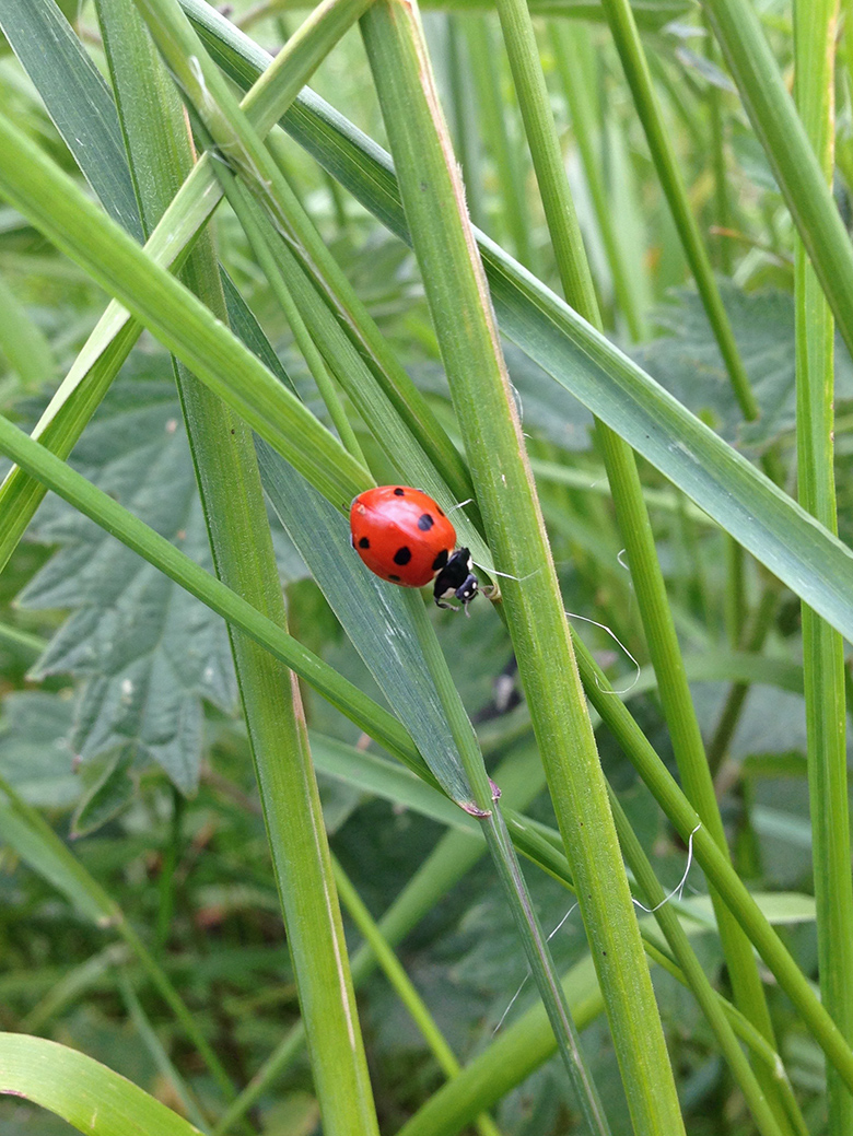 Airedale Otters: Wildlife Day, Rodley Nature Reserve, Leeds - Saturday ...