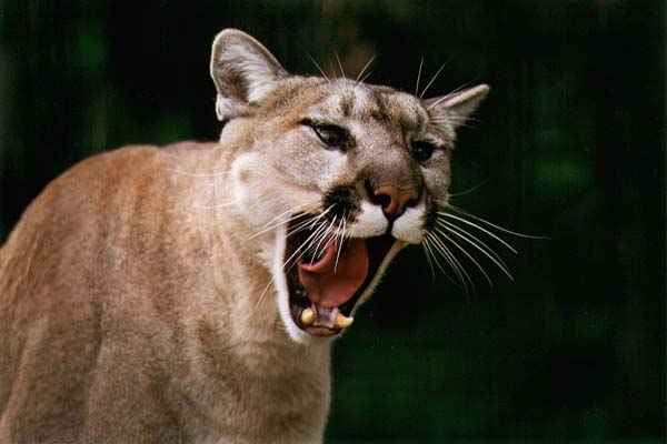 Porque el itañol no existe: Feria / Fiera