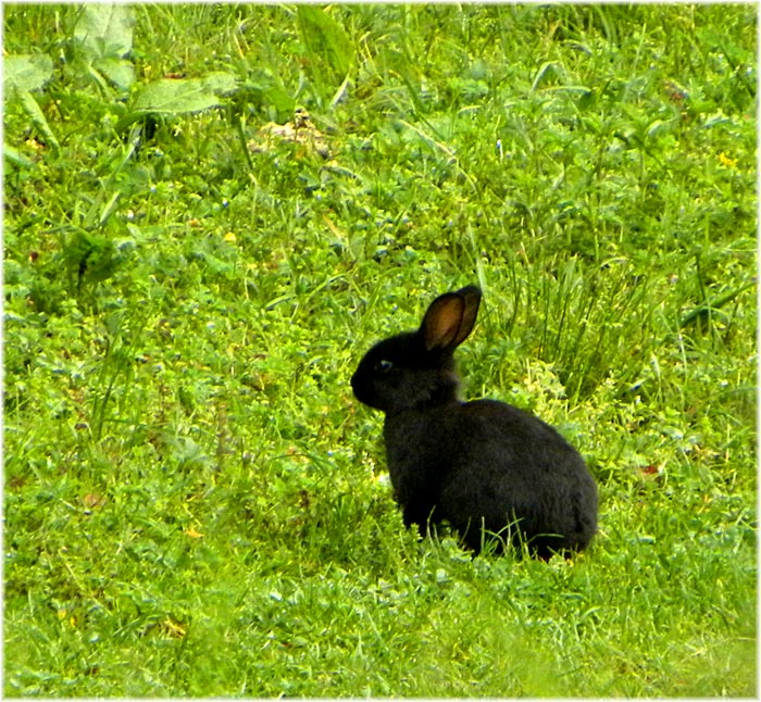 FOTO NATURA HUESCA 2: CONEJO SILVESTRE oryctolagus cuniculus Linnaeus, 1758