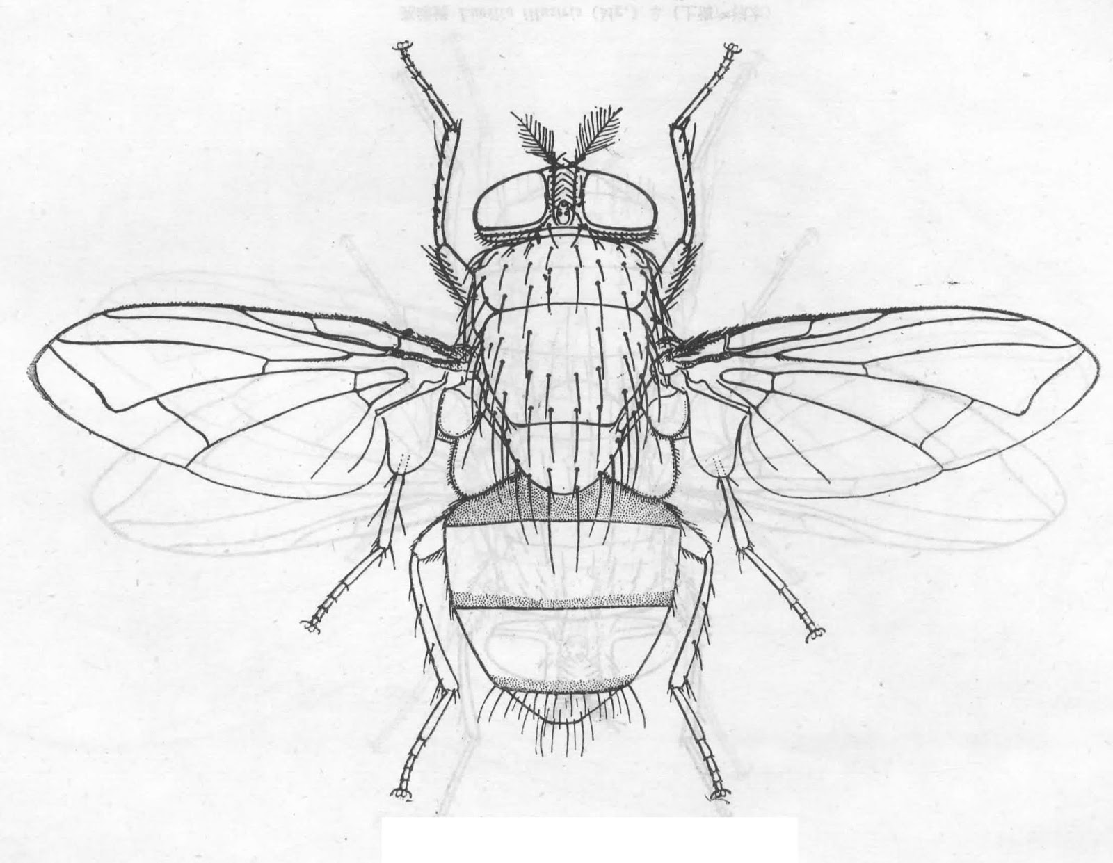 Variety of Life: Calliphoridae