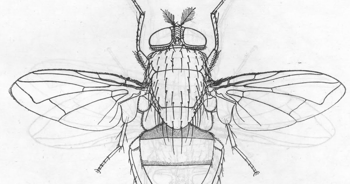 Variety of Life: Calliphoridae