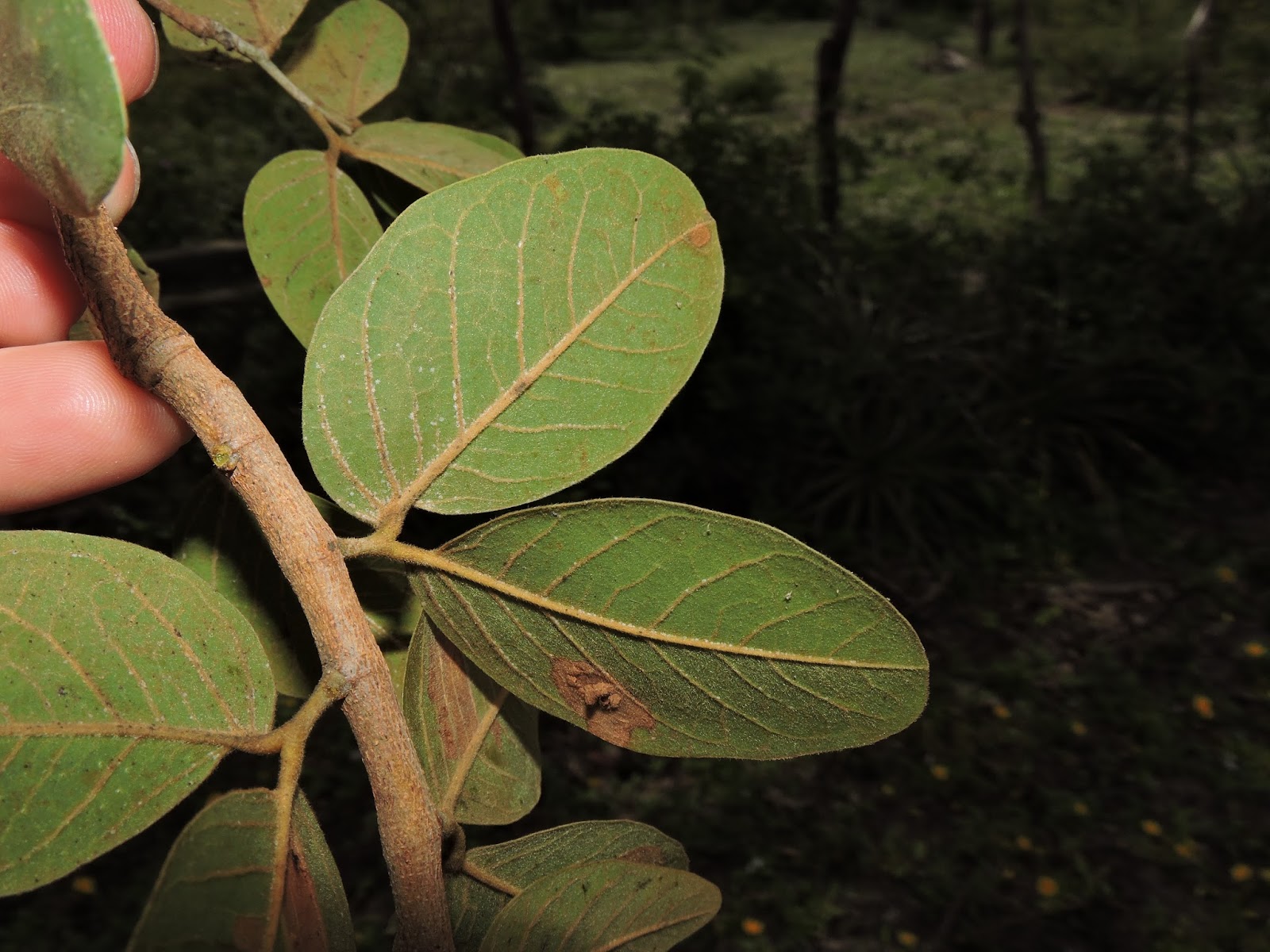 Fabaceae - Leguminosae no Brasil: Hymenaea