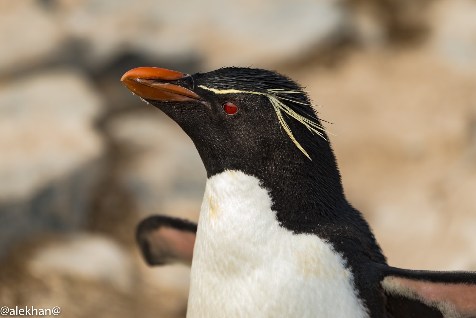 Pájaros, Pajarracos: Pingüino de penacho amarillo