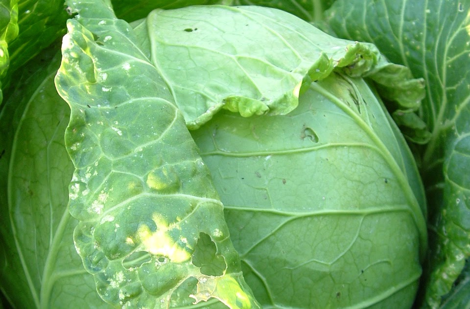 Receta de Ensalada light de repollo | Dietas