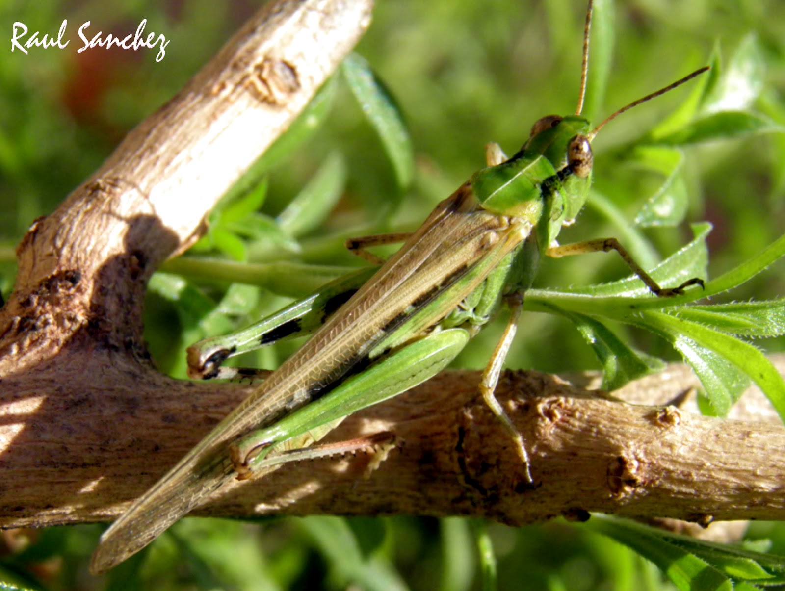 Naturaleza Viva : Saltamontes ( Caelifera )