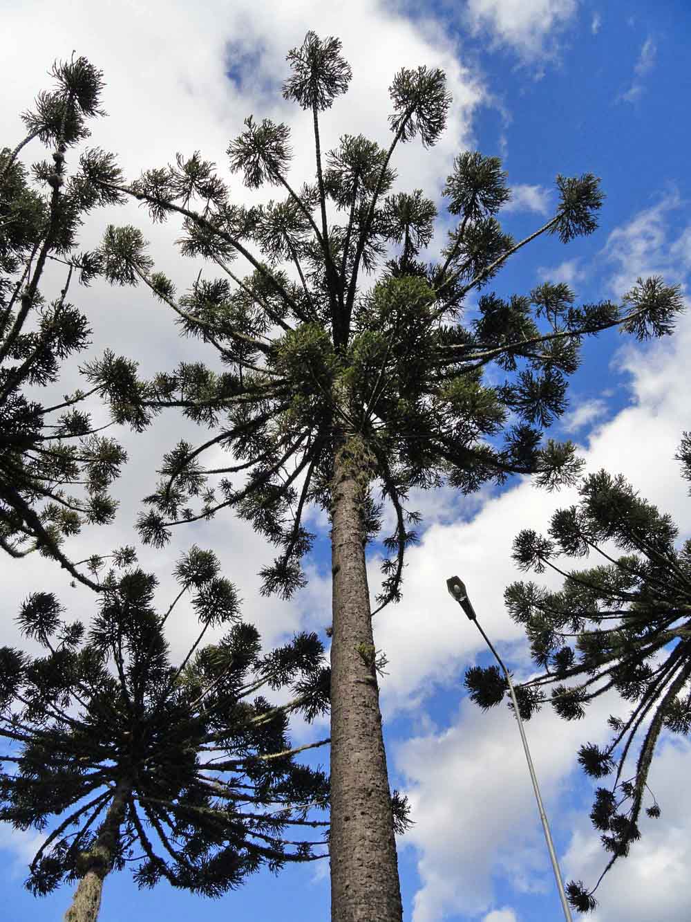 Plant World: Araucaria angustifolia
