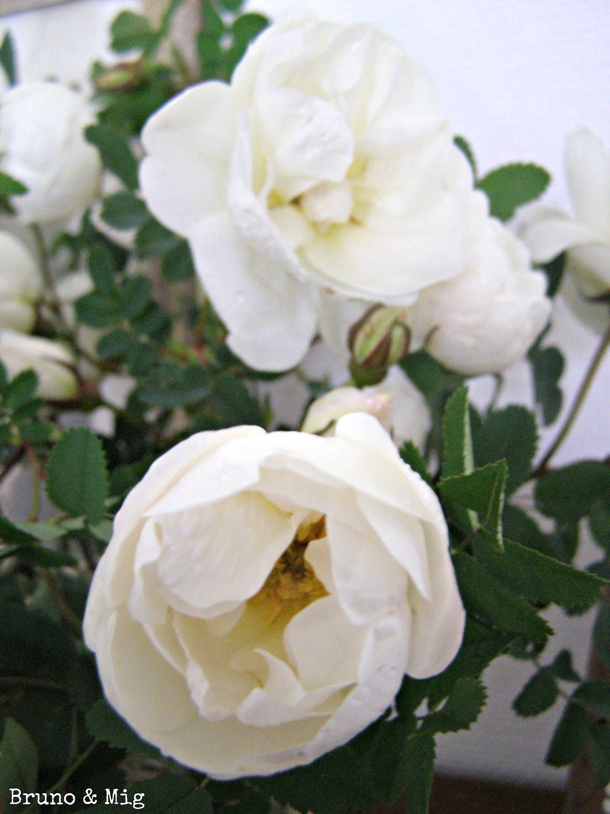 Bruno & Mig: Finsk bondros och Vallmo