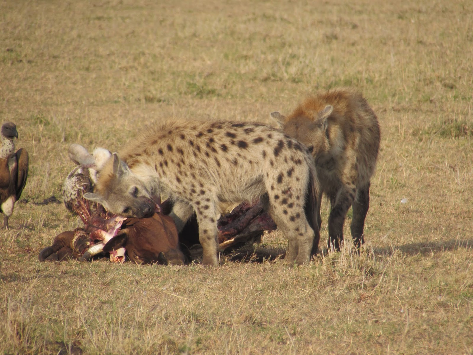 Notes From Kenya: MSU Hyena Research: A Fisi Thanksgiving