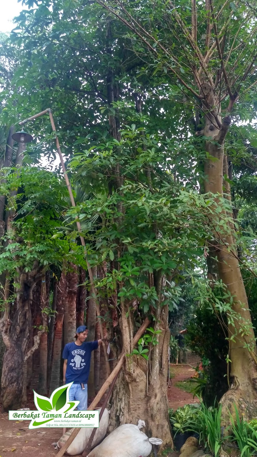 Jual Pohon Pule Murah Atau Pohon Pulai Alstonia Scholaris - Tukang ...