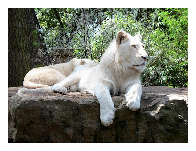 Adventure : Most Rare Animals in The World