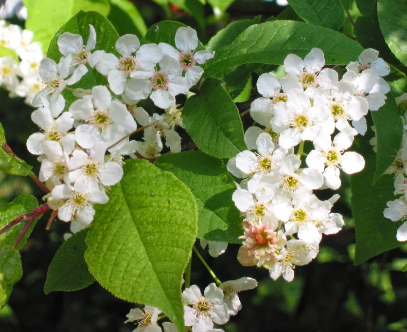 Trees Planet: Prunus padus - Bird Cherry