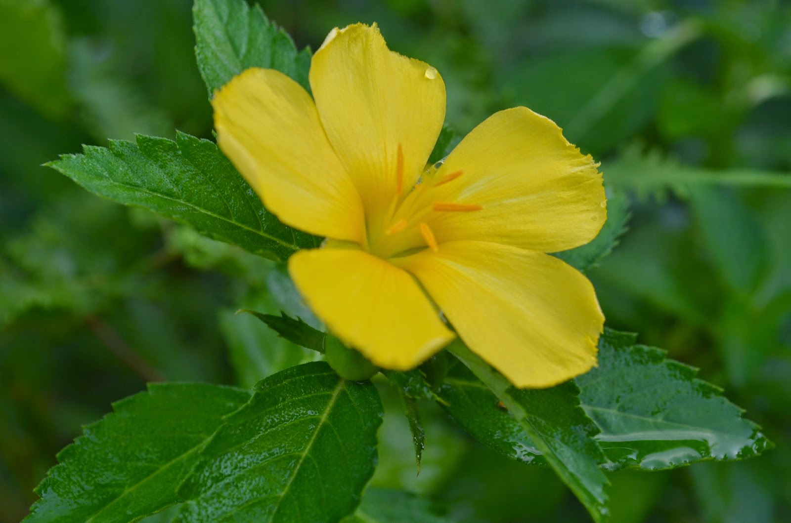 AMAZING FLOWER PHOTOS