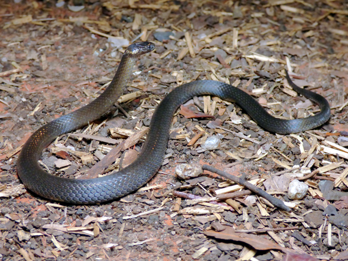 Reptiles and amphibians of South East Queensland: November 2015
