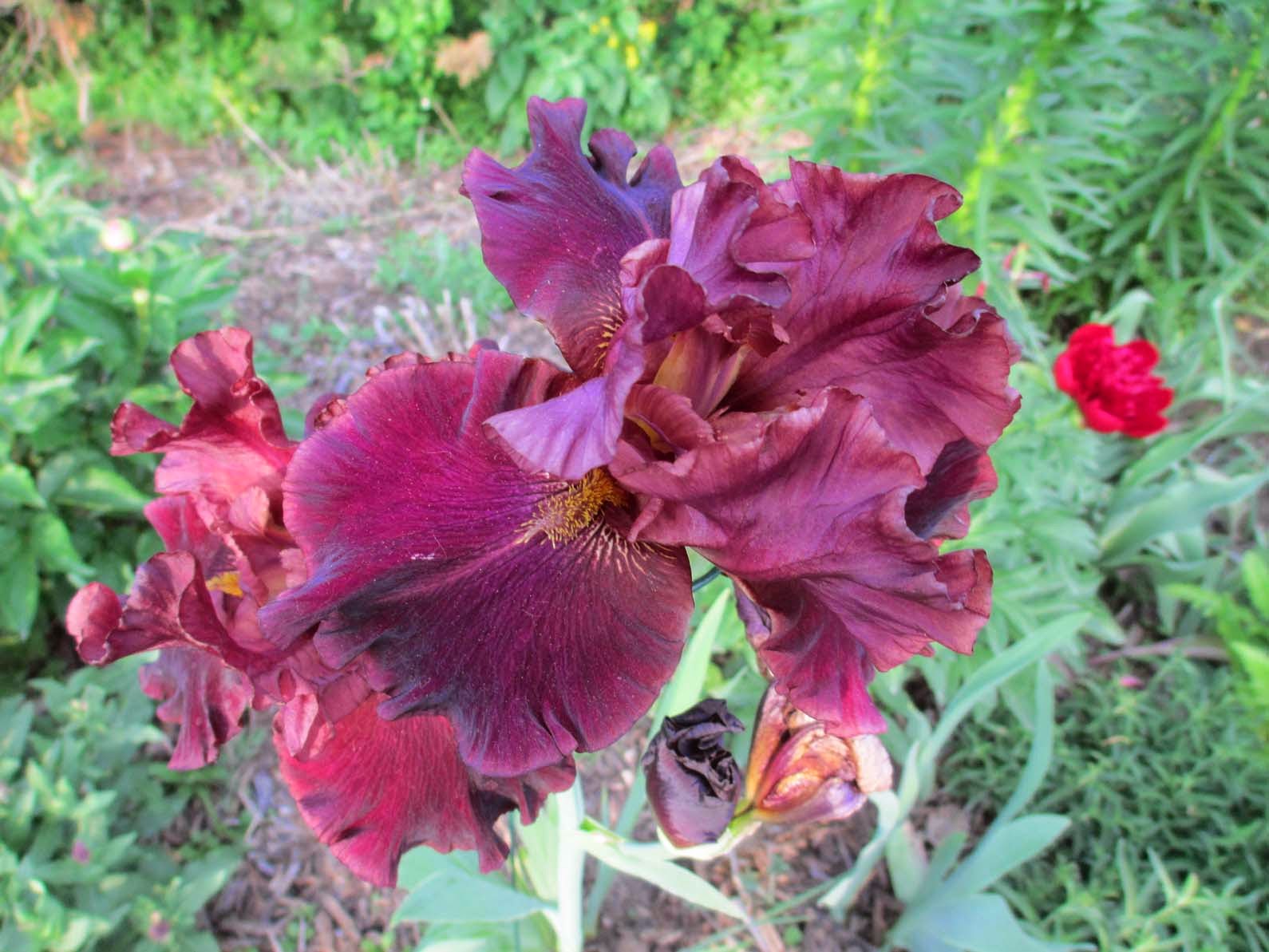 Garden Fancy: The Iris Moment