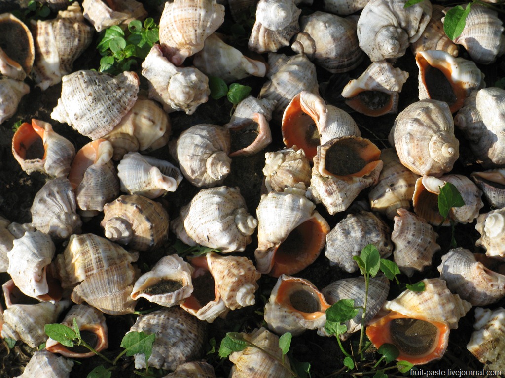 Rapana | Bulot de mer noire | Fruits de mer : RAPANA OU ESCARGOT DE MER ...