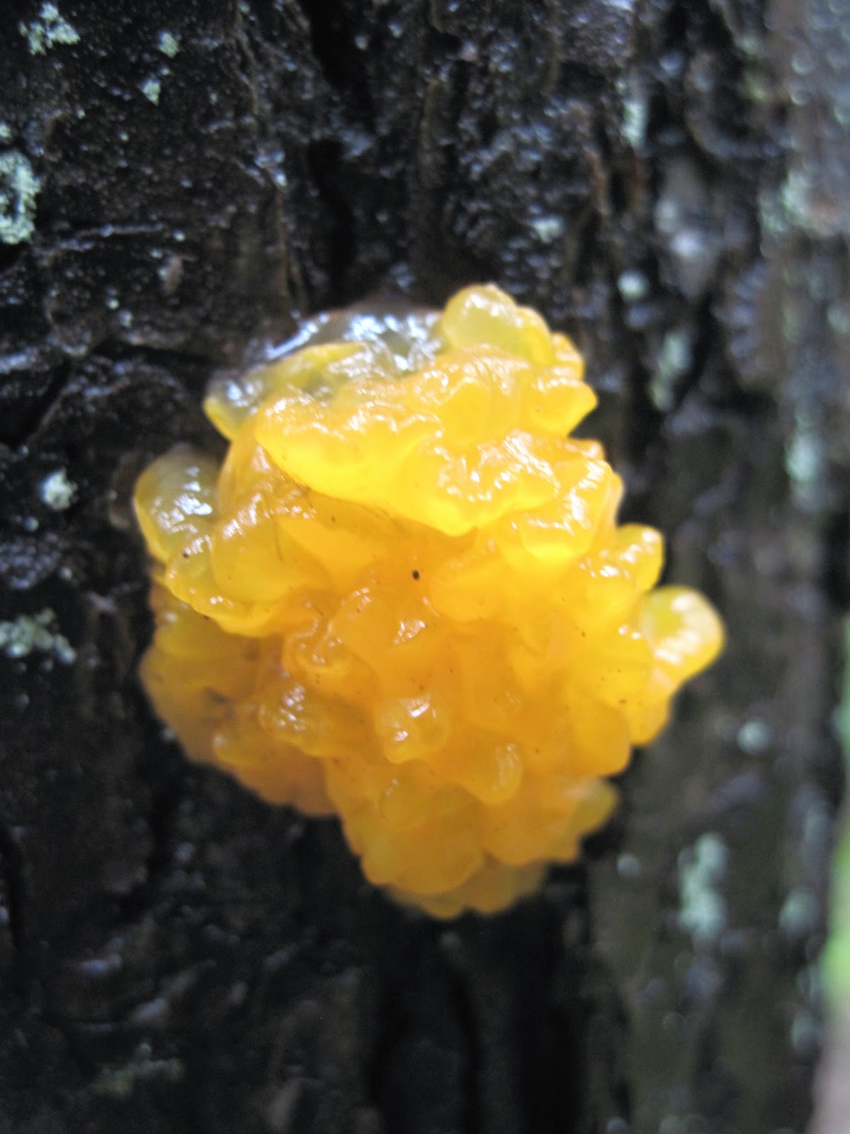 RavenWood Forest: Whirling Water and Tinkling Drops
