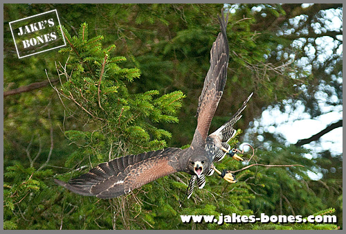 Learning how to handle a Harris Hawk : Jake's Bones