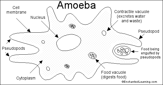 Biologeek: Filum Protozoa
