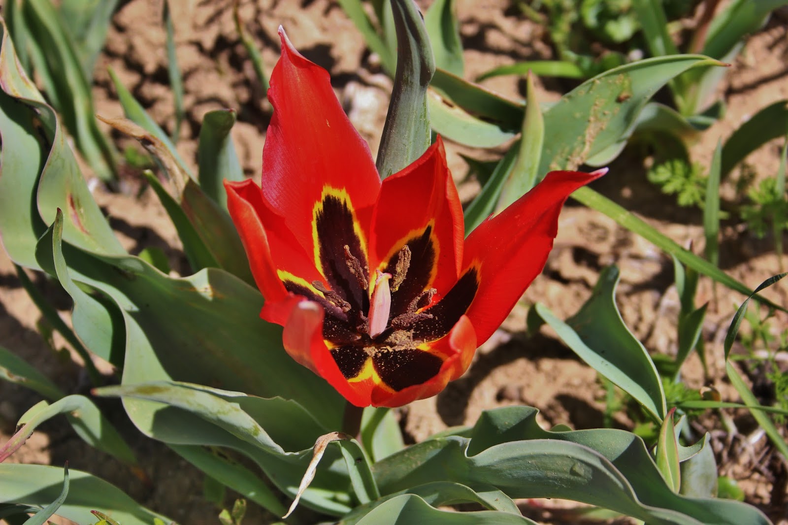 Biodiversity of Cyprus by NGO Protection of the Natural Heritage and ...