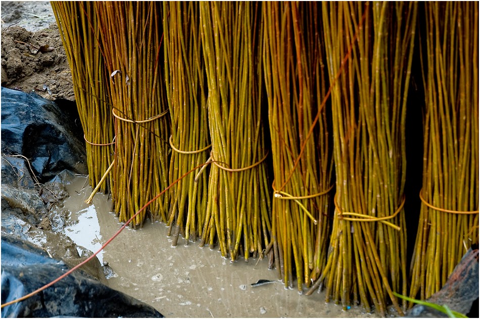 Naturaleza y Etnografía: Mimbre 2